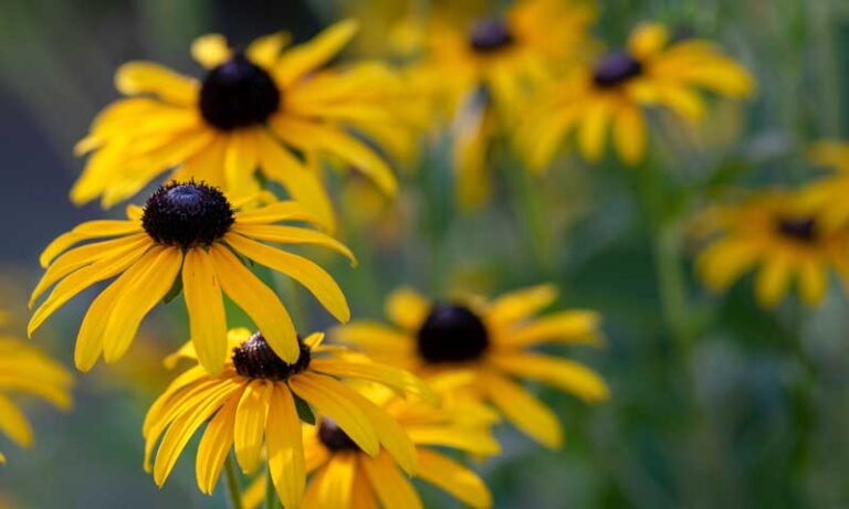 Native Plants for New Jersey Landscapes - Going Native
