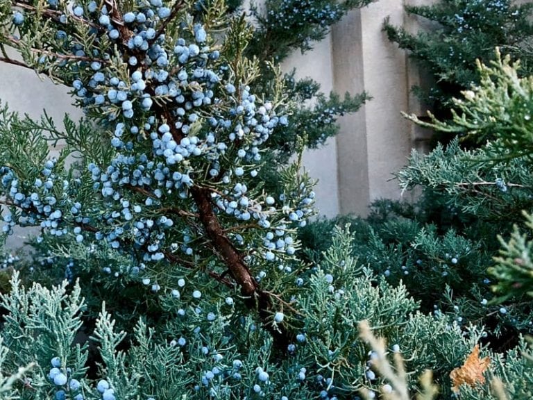 Native Plants for New Jersey Landscapes - Going Native