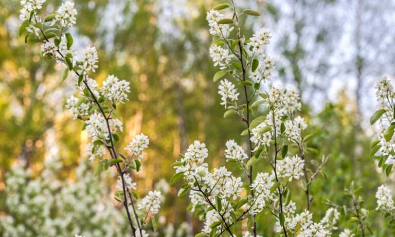 Native Plants for New Jersey Landscapes - Going Native