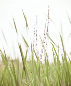 Enhance your Landscape with Ornamental Grasses - Sponzilli