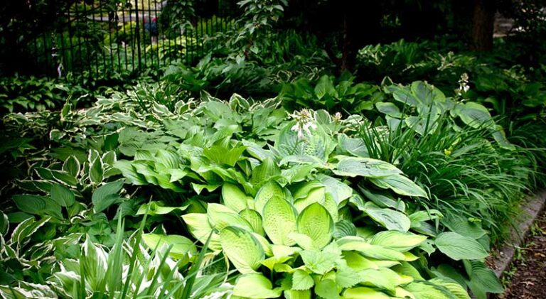 Best Perennials and Shrubs to Use in Shade